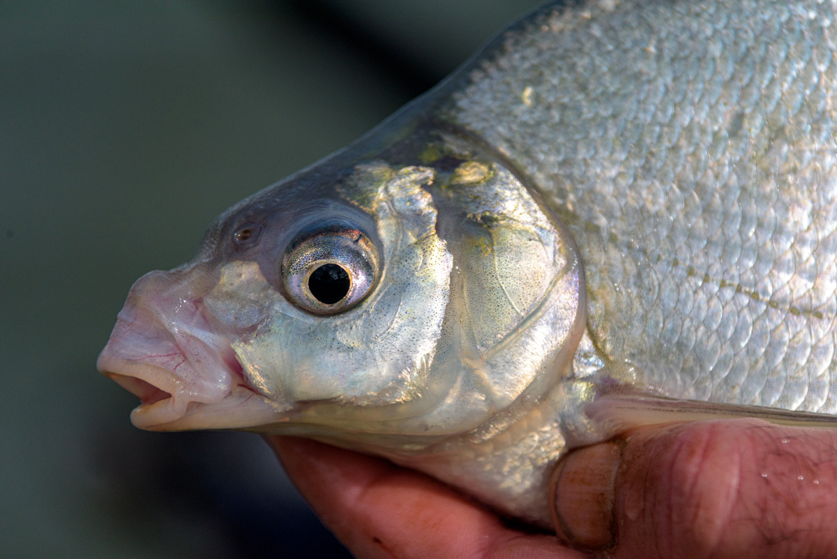 soufrance-poisson-peche | Peche-feeder.com