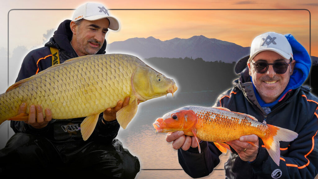 La pêche du gardon au feeder - le guide complet